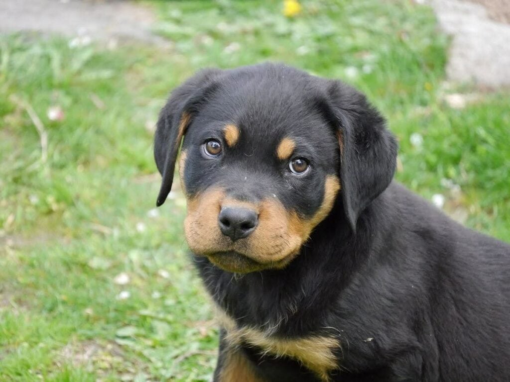 Oldest Rottweiler in the World - Oldest.org