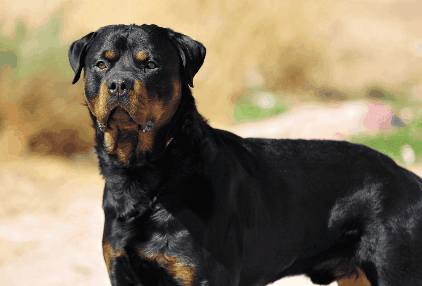 Oldest Rottweiler in the World - Oldest.org