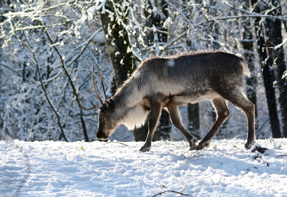 15 Migrating Mammals That Cross International Borders Every Year