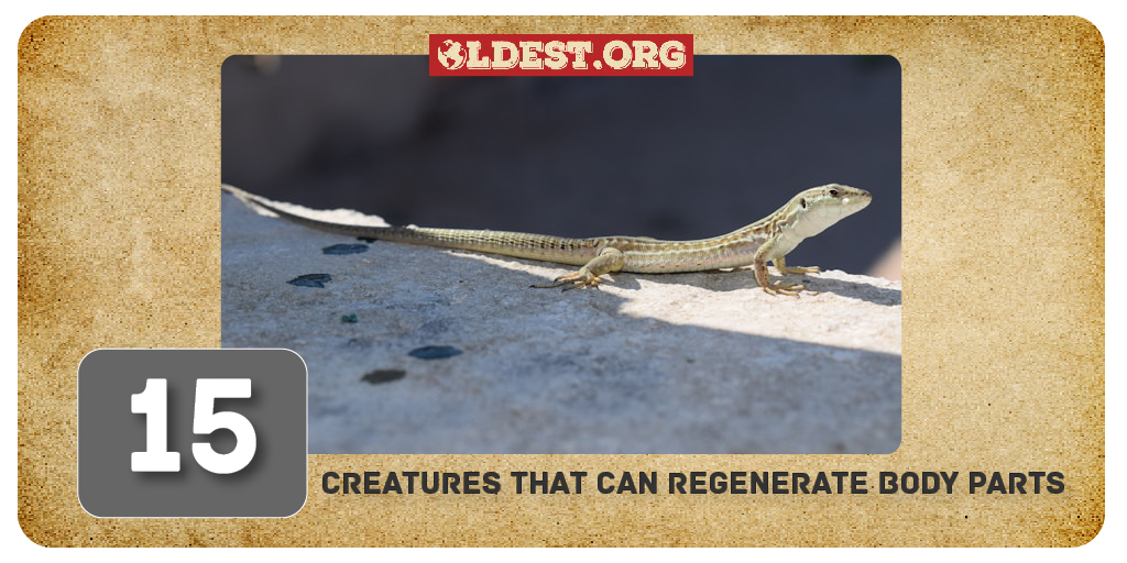 15 Unbelievable Creatures That Can Regenerate Body Parts - Oldest.org