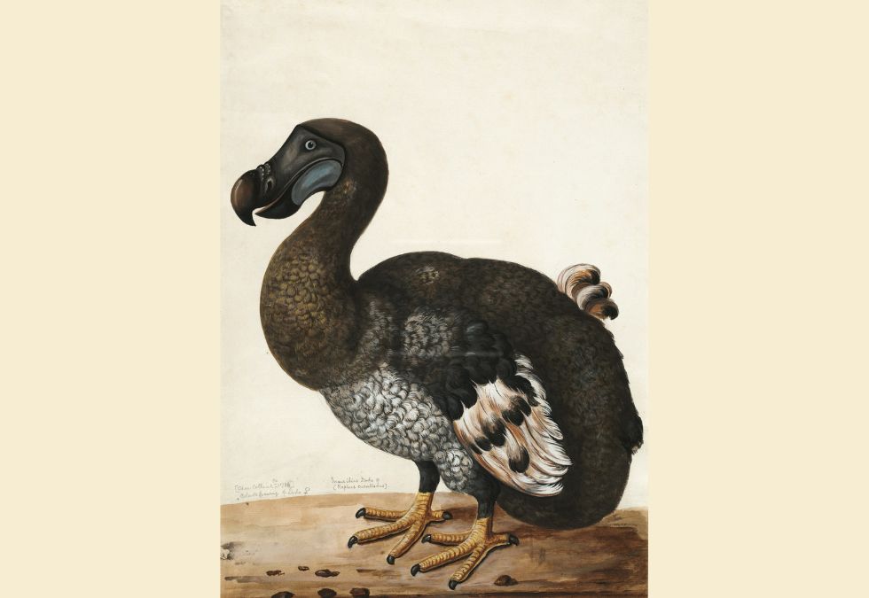 10 Vanished Wildlife Species That Were Once Abundant - Oldest.org