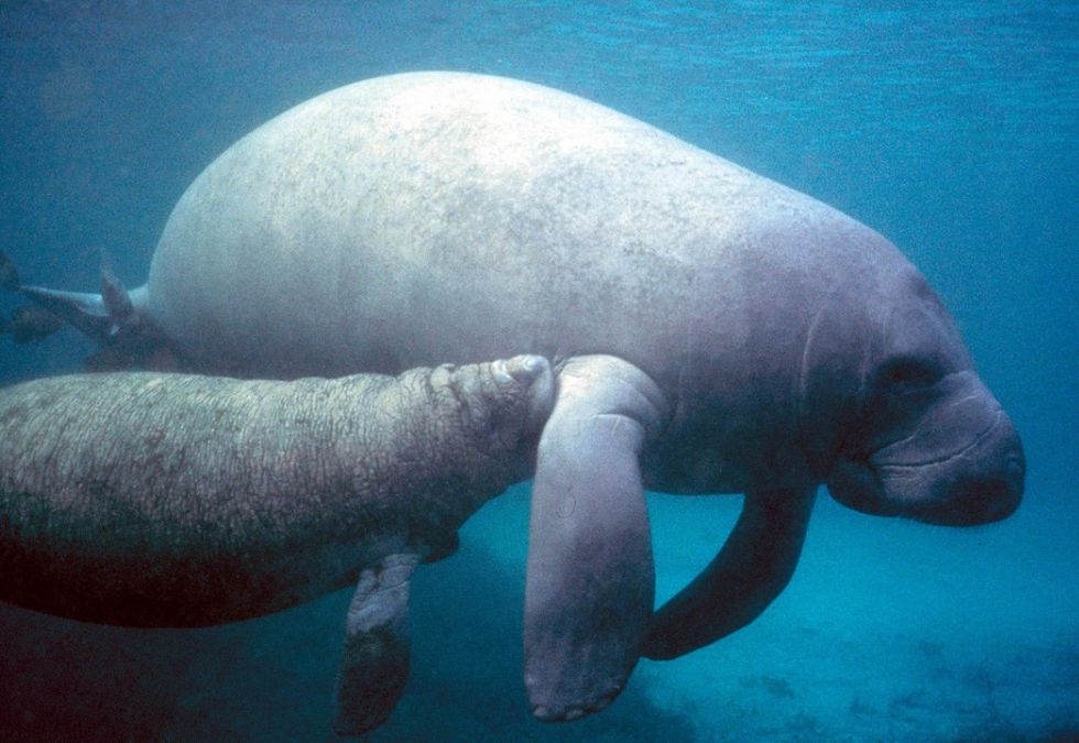 15 Migrating Mammals That Cross International Borders Every Year