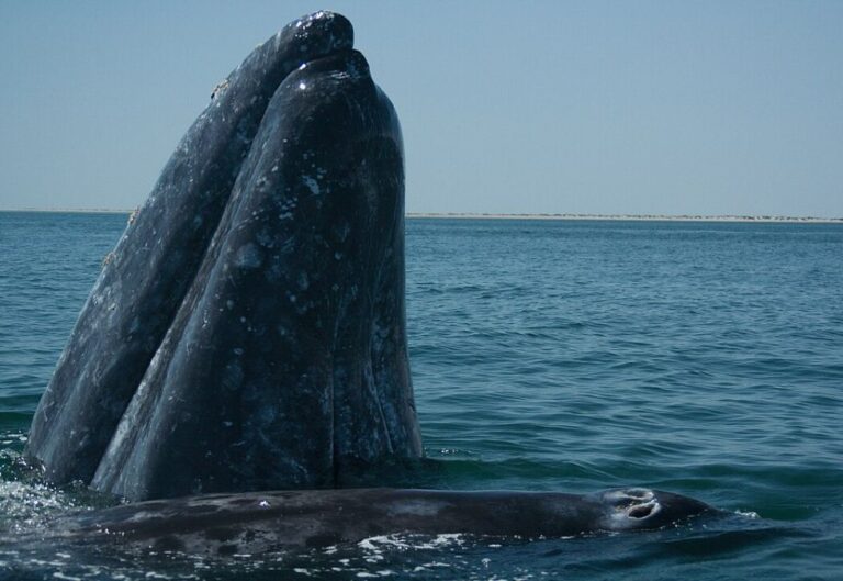 15 Migrating Mammals That Cross International Borders Every Year