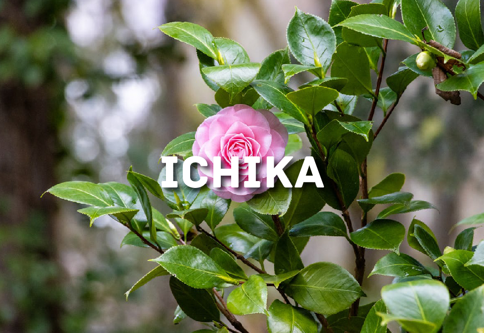 18 Rarest Japanese Names For Your Baby - Oldest.org