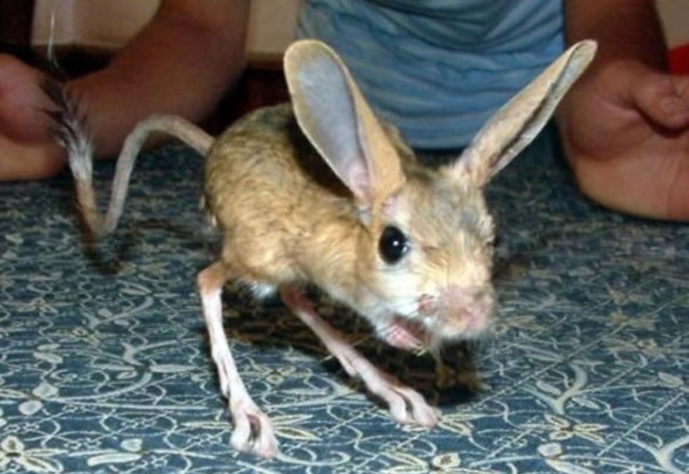 12 Unusual Mammals Built For Harsh Environments - Oldest.org