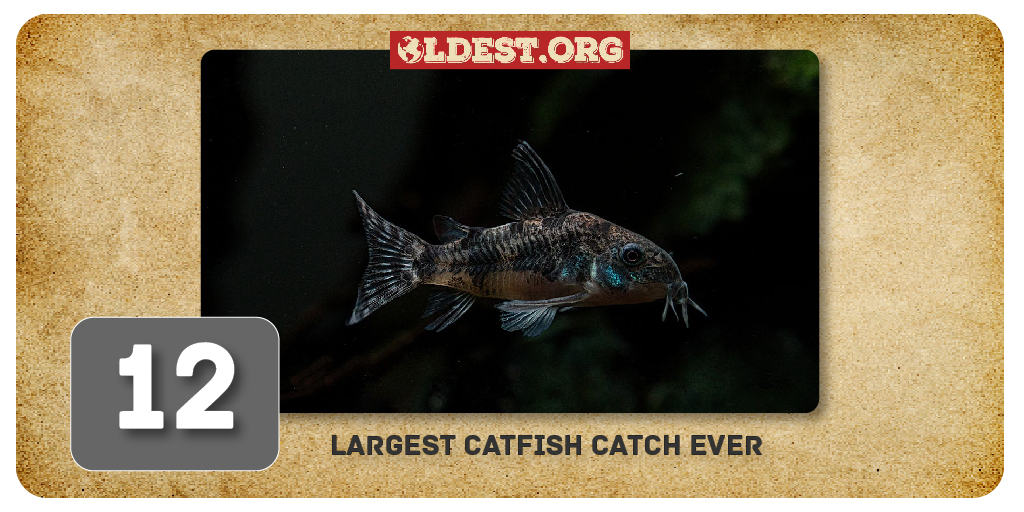12 Largest Catfish Catch Ever - Oldest.org