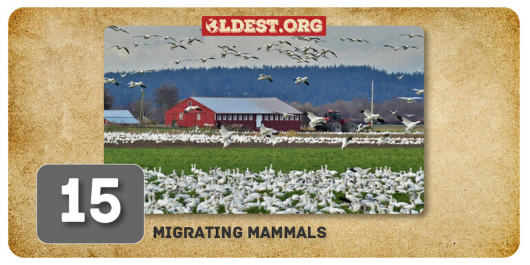 15 Migrating Mammals That Cross International Borders Every Year