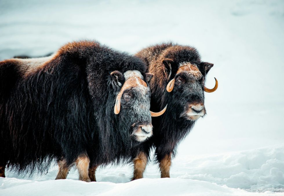 12 Unusual Mammals Built For Harsh Environments - Oldest.org