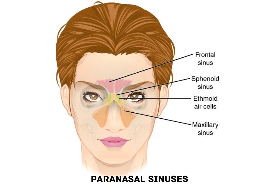 20 Surprising Body Parts You Didn't Know You Have - Oldest.org