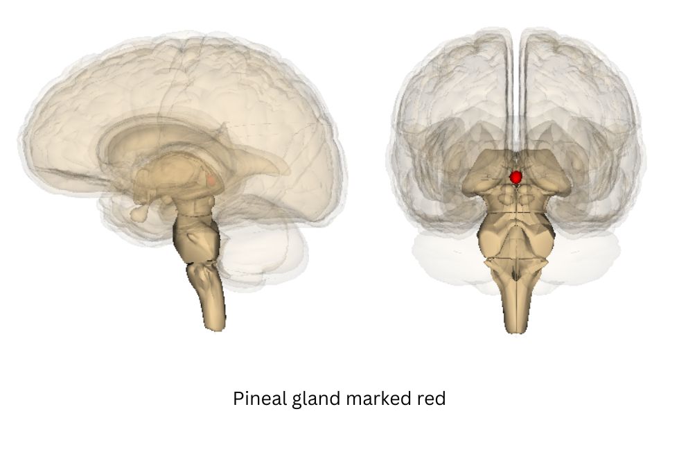 20 Surprising Body Parts You Didn't Know You Have - Oldest.org