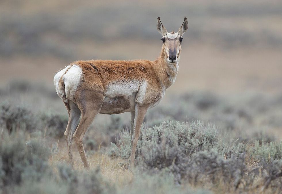 15 Migrating Mammals That Cross International Borders Every Year