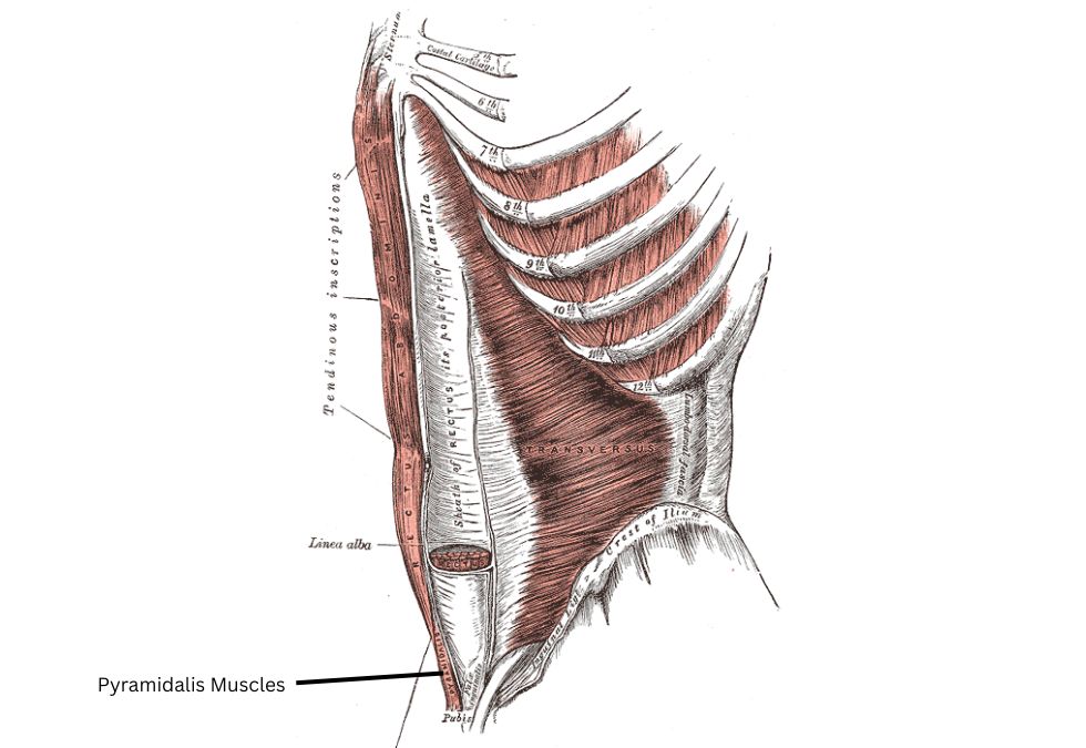 20 Surprising Body Parts You Didn't Know You Have - Oldest.org
