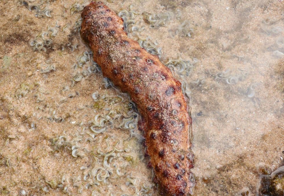 15 Unbelievable Creatures That Can Regenerate Body Parts - Oldest.org