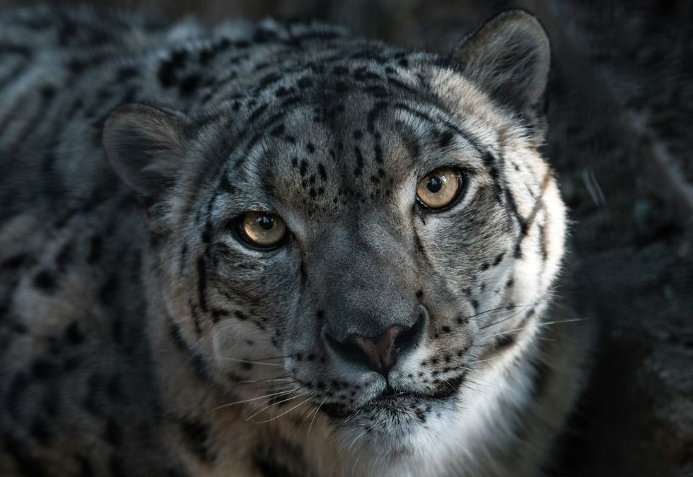 15 Migrating Mammals That Cross International Borders Every Year