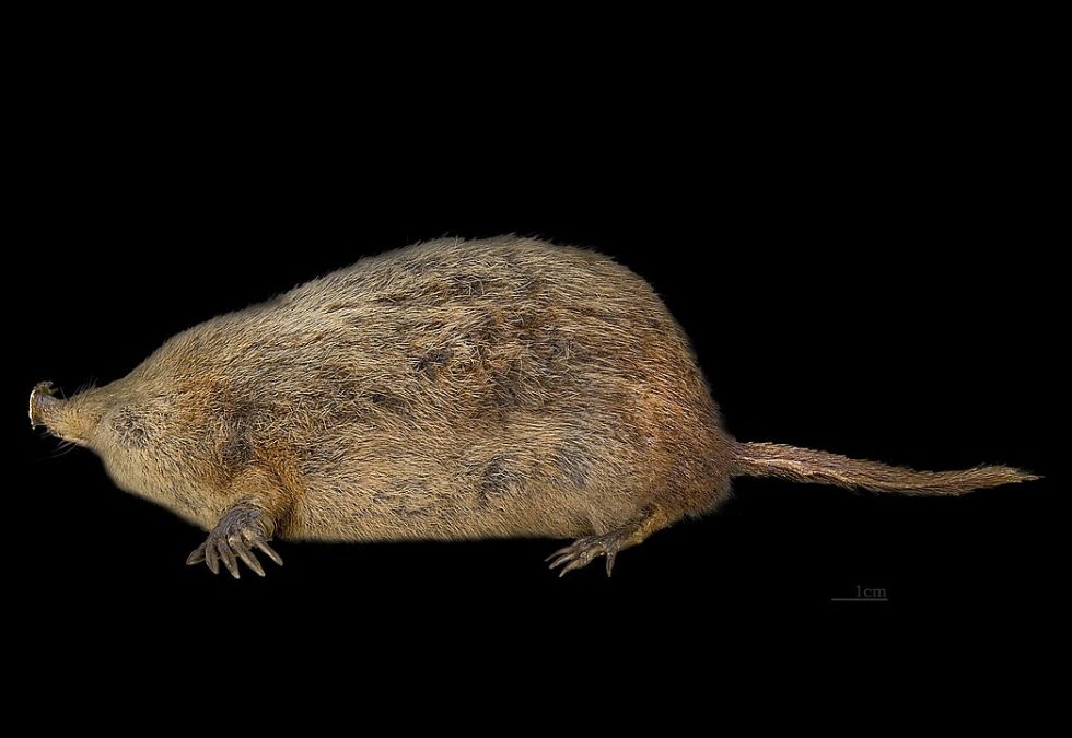 12 Unusual Mammals Built For Harsh Environments - Oldest.org