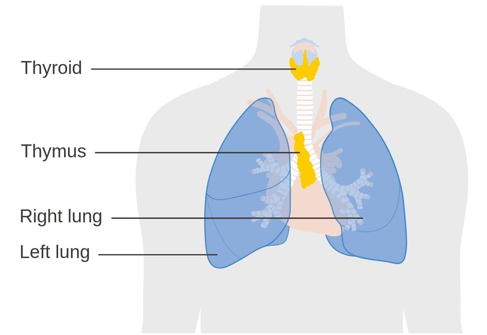 20 Surprising Body Parts You Didn't Know You Have - Oldest.org