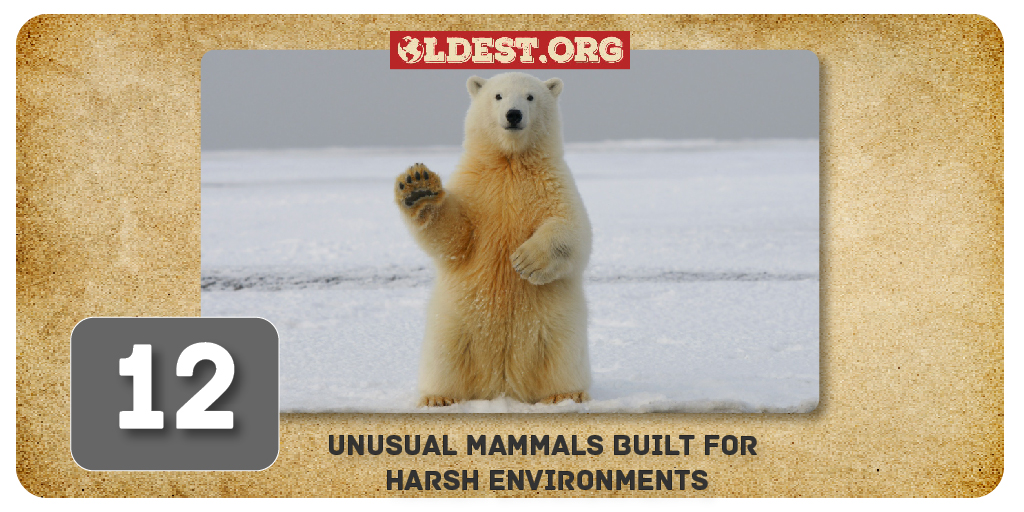 12 Unusual Mammals Built For Harsh Environments - Oldest.org