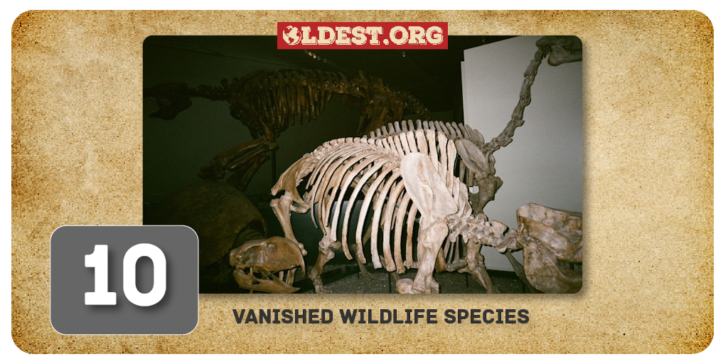 10 Vanished Wildlife Species That Were Once Abundant - Oldest.org