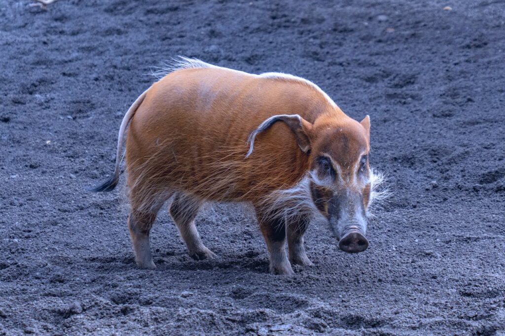 15 Migrating Mammals That Cross International Borders Every Year