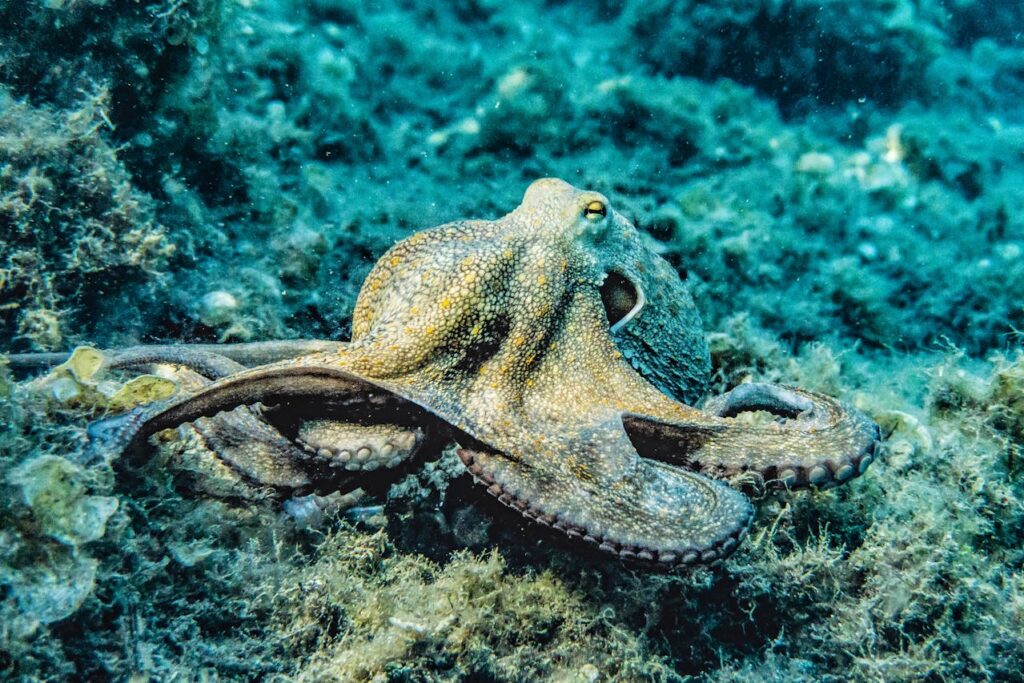 15 Unbelievable Creatures That Can Regenerate Body Parts - Oldest.org