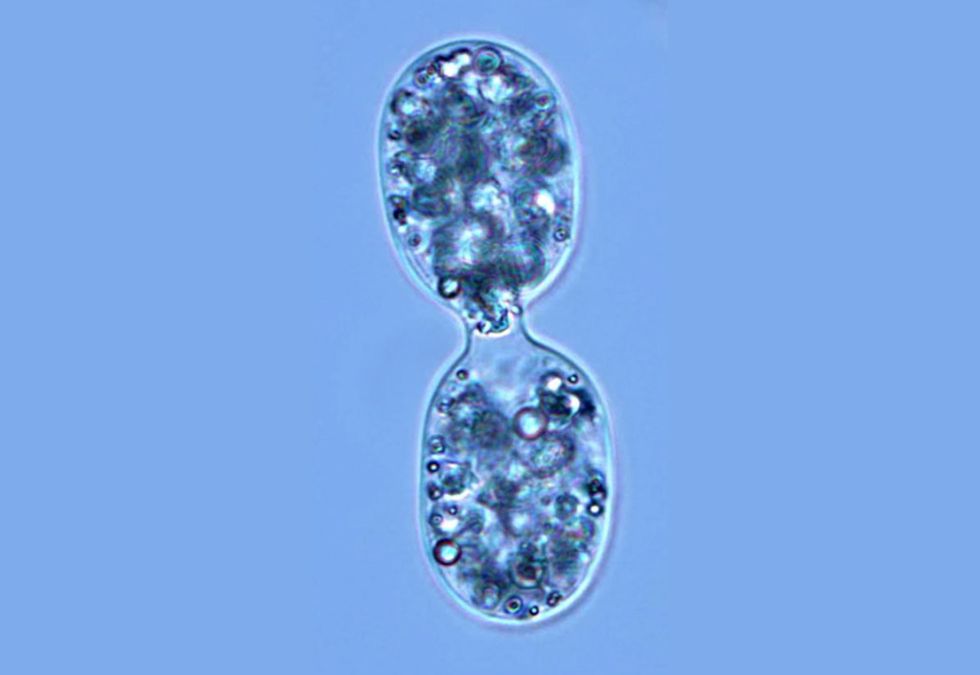 9 Largest Bacteria Ever Discovered - Oldest.org