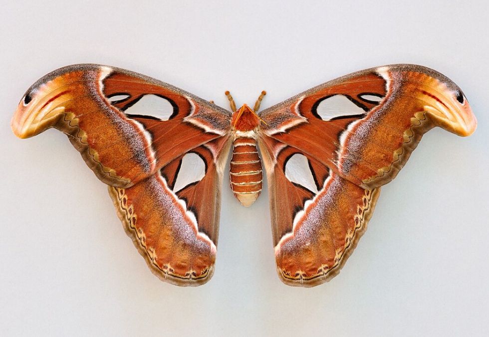 23 Rare Insects Discovered In Untouched Rainforests - Oldest.org