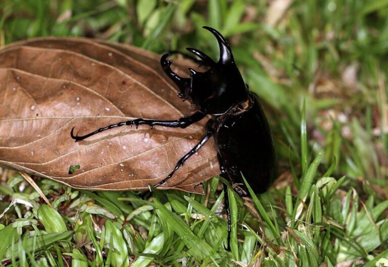 23 Rare Insects Discovered In Untouched Rainforests - Oldest.org