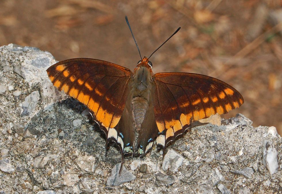 17 Rare Butterfly Species That Migrate Across Continents