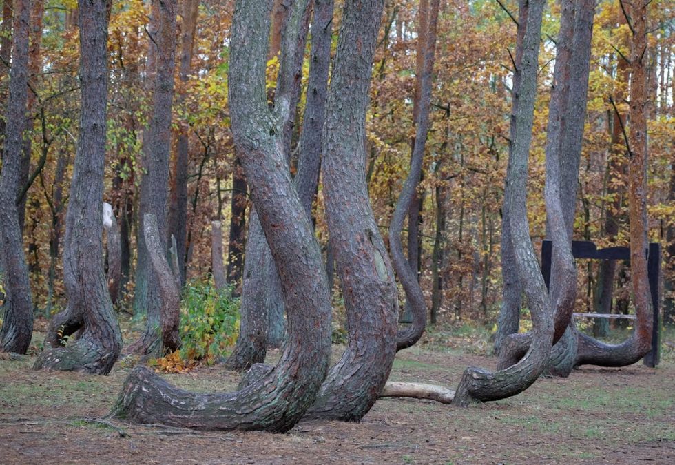 15 Extraordinary Forests That Hold Natural Mysteries - Oldest.org