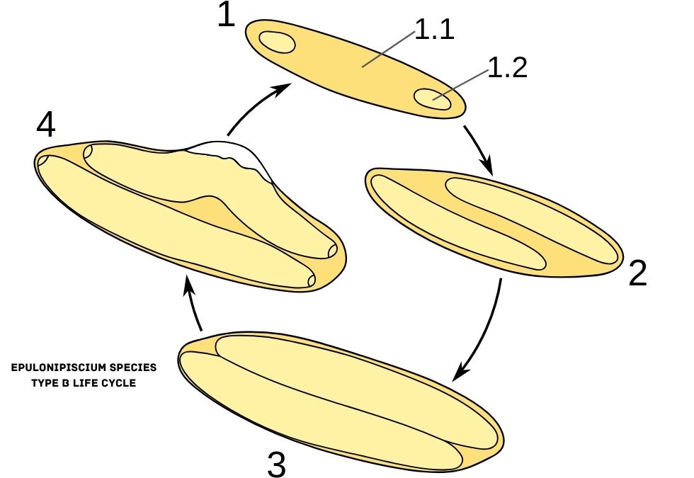 9 Largest Bacteria Ever Discovered - Oldest.org