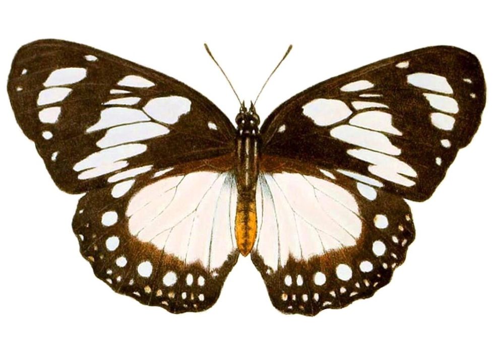 17 Rare Butterfly Species That Migrate Across Continents