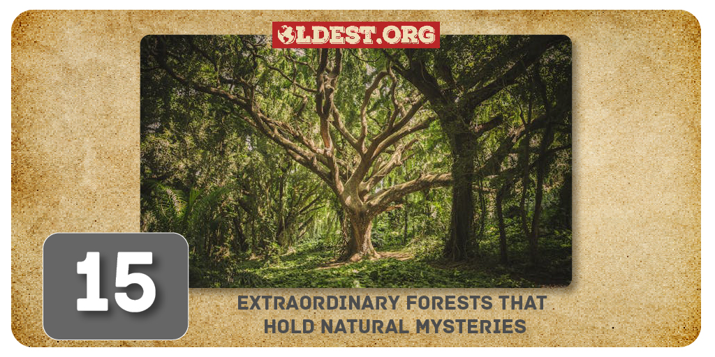 15 Extraordinary Forests That Hold Natural Mysteries - Oldest.org