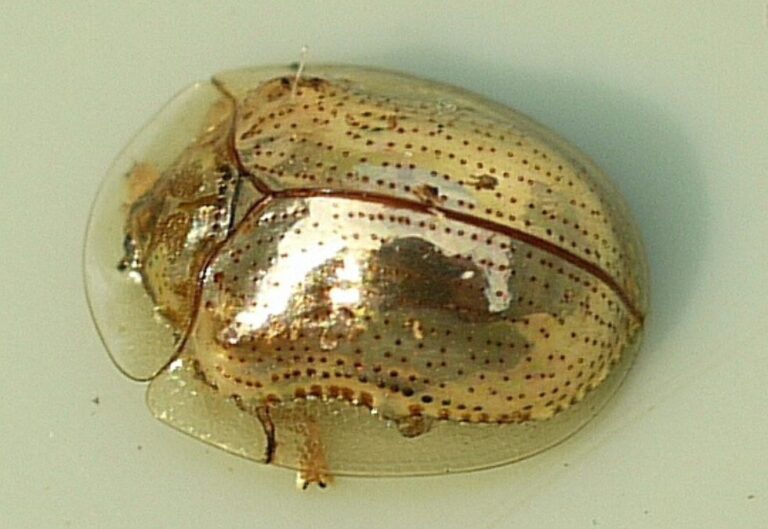 23 Rare Insects Discovered In Untouched Rainforests - Oldest.org