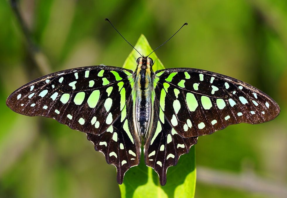 17 Rare Butterfly Species That Migrate Across Continents