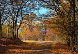 15 Extraordinary Forests That Hold Natural Mysteries - Oldest.org