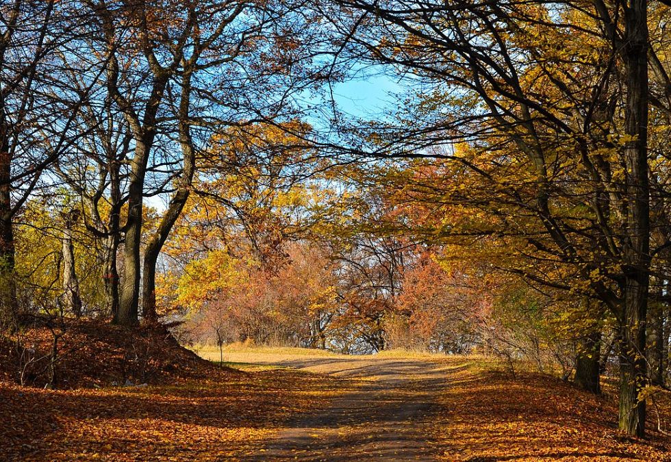 15 Extraordinary Forests That Hold Natural Mysteries - Oldest.org