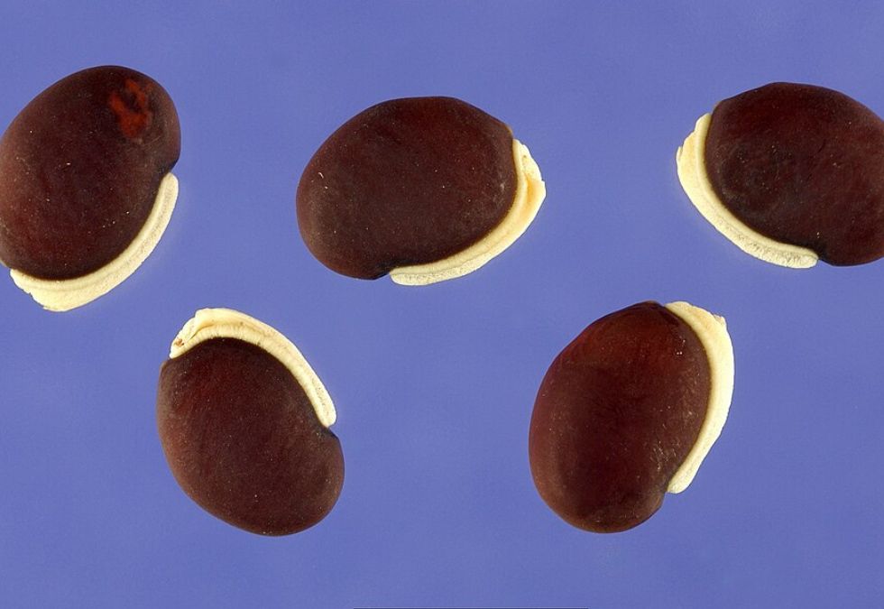 21 Rare Vegetables That Are Worth the Hunt - Oldest.org