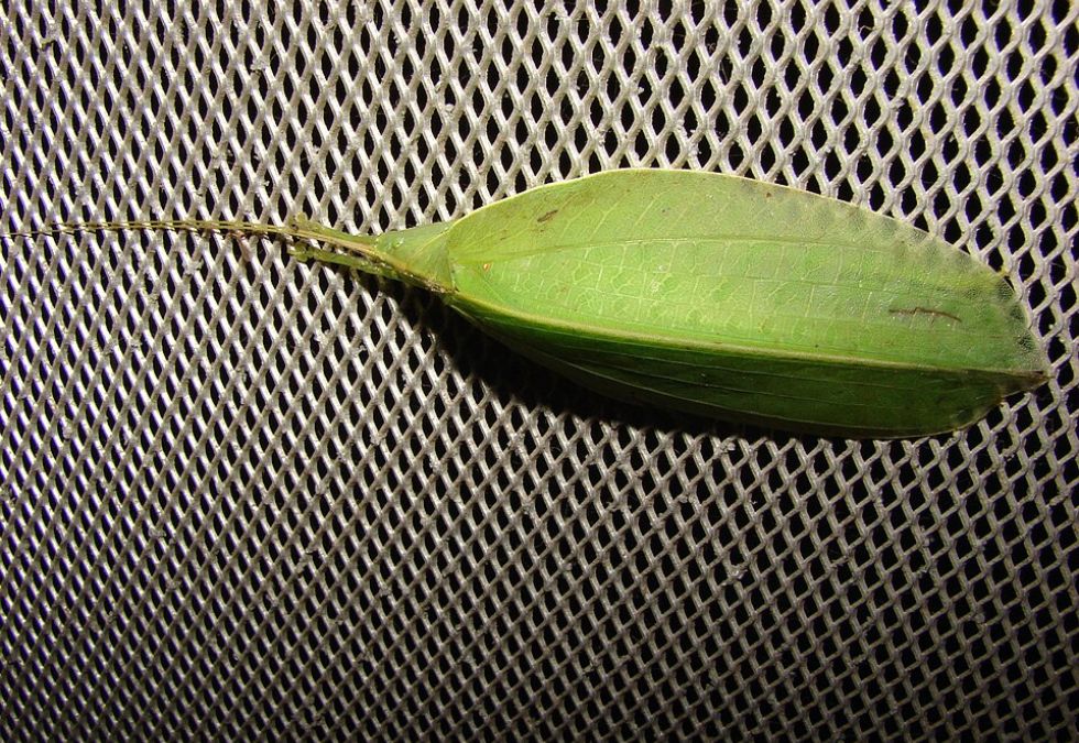 23 Rare Insects Discovered In Untouched Rainforests - Oldest.org