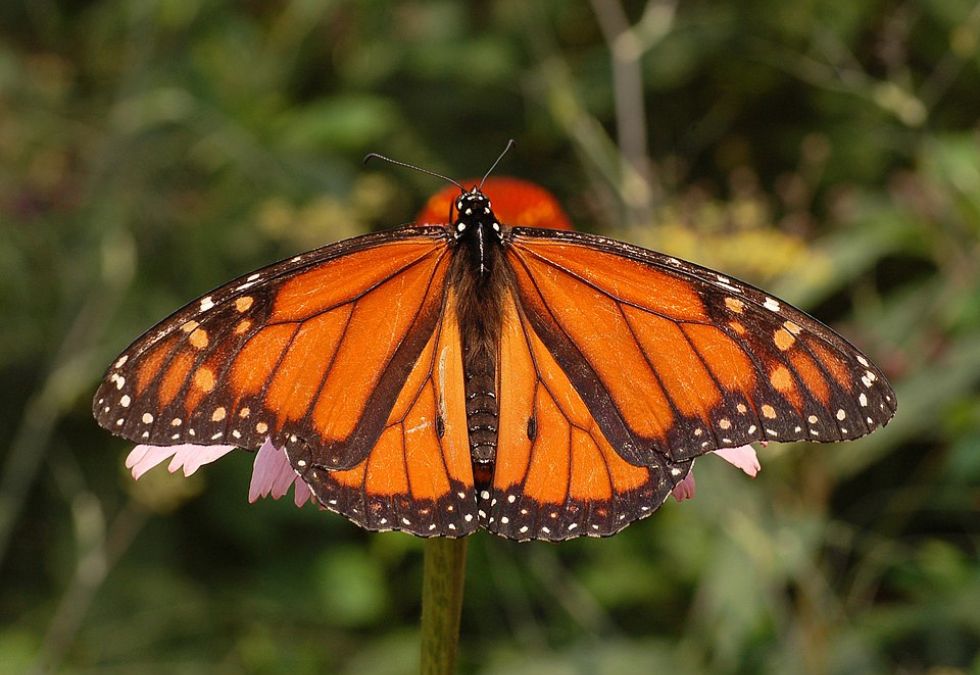 17 Rare Butterfly Species That Migrate Across Continents