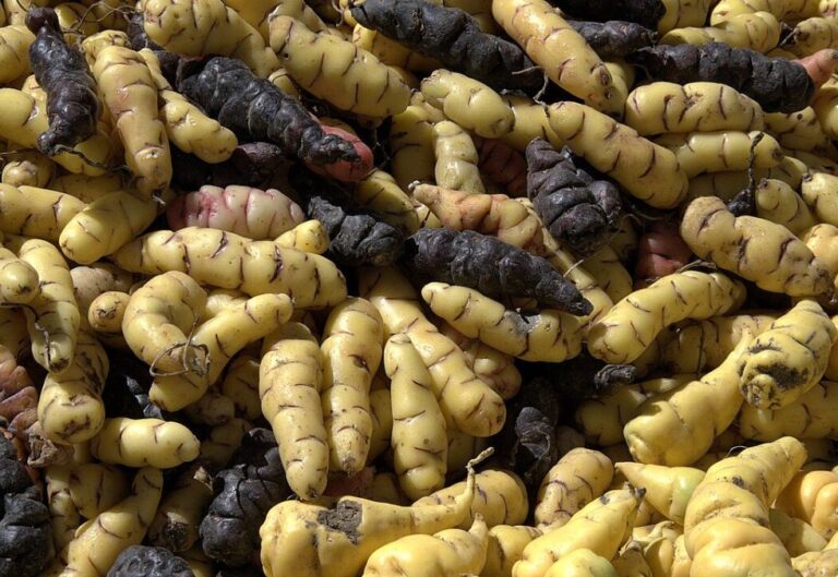 21 Rare Vegetables That Are Worth the Hunt - Oldest.org