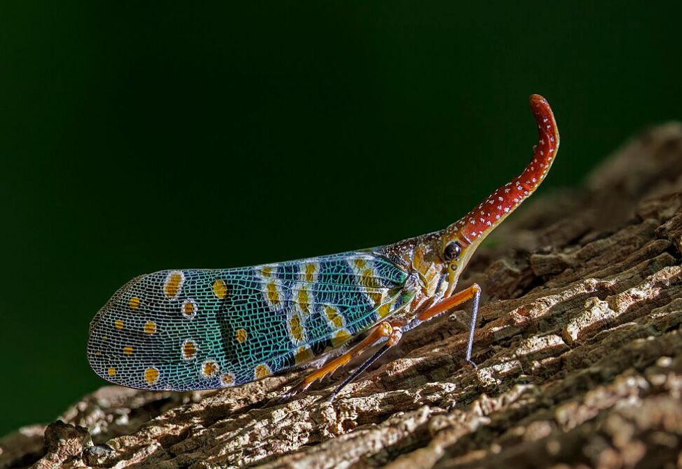23 Rare Insects Discovered In Untouched Rainforests - Oldest.org