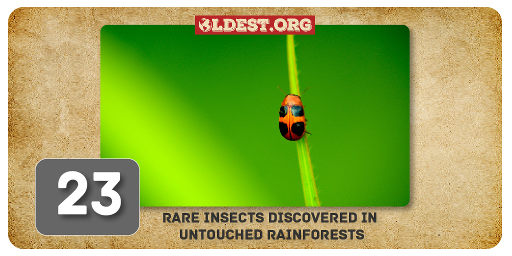 23 Rare Insects Discovered In Untouched Rainforests - Oldest.org