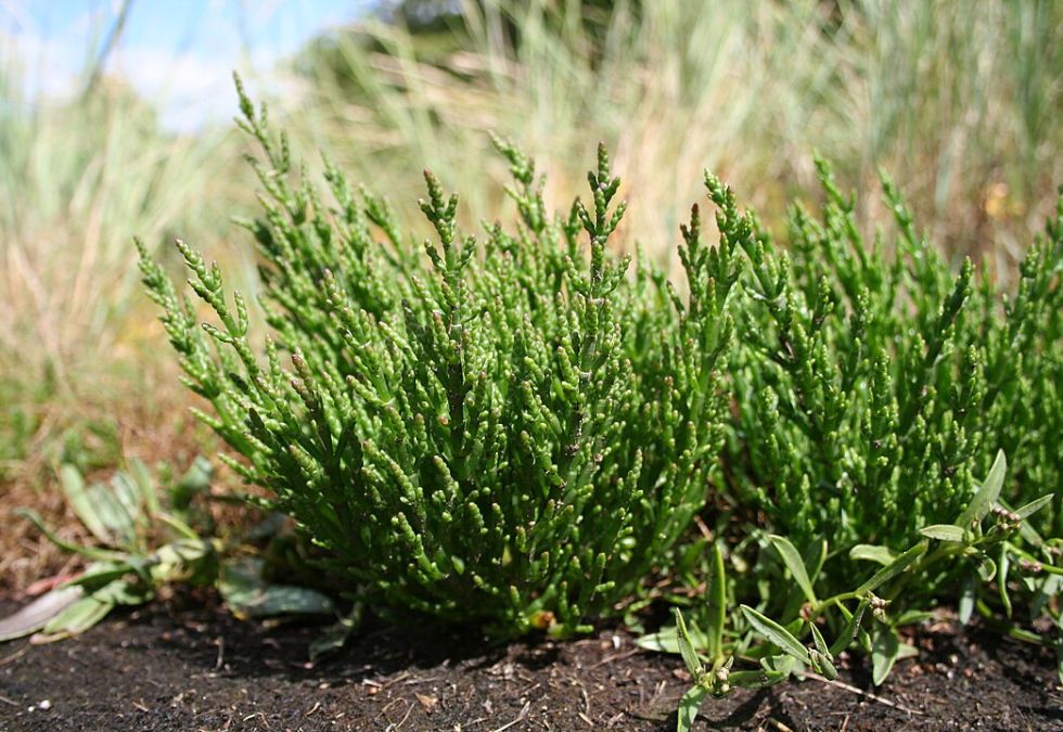 21 Rare Vegetables That Are Worth the Hunt - Oldest.org