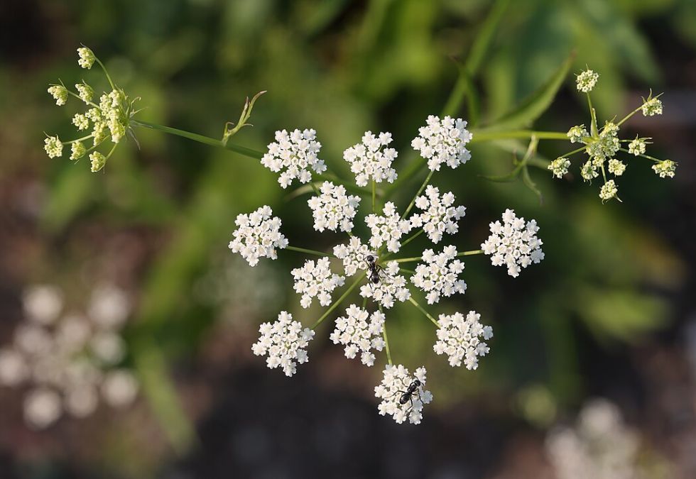 21 Rare Vegetables That Are Worth the Hunt - Oldest.org