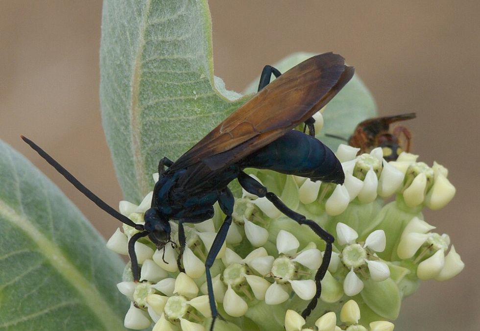 23 Rare Insects Discovered In Untouched Rainforests - Oldest.org