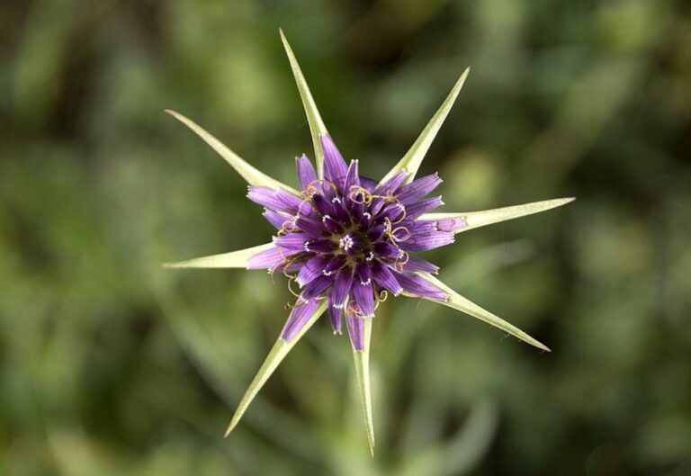 21 Rare Vegetables That Are Worth the Hunt - Oldest.org