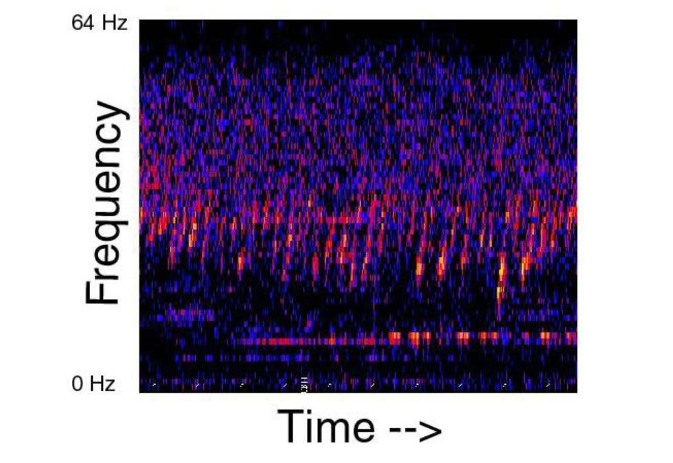 20 Mysterious Sounds From Nature That Still Puzzle Scientists