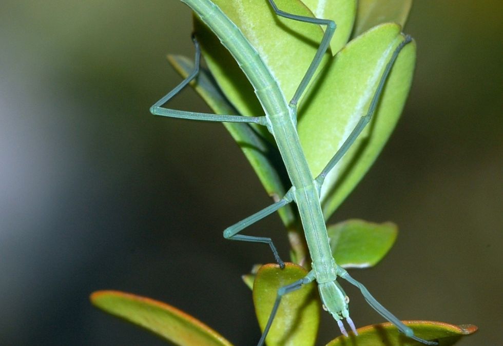 23 Rare Insects Discovered In Untouched Rainforests - Oldest.org