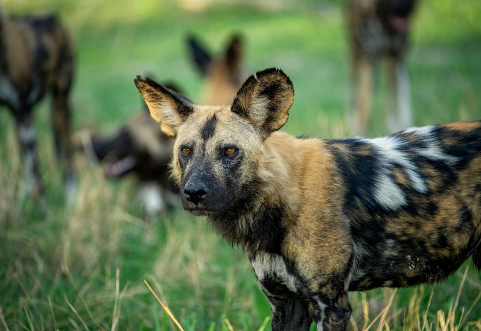 9 Rare Mammals That Are The Most Difficult To See In The Wild