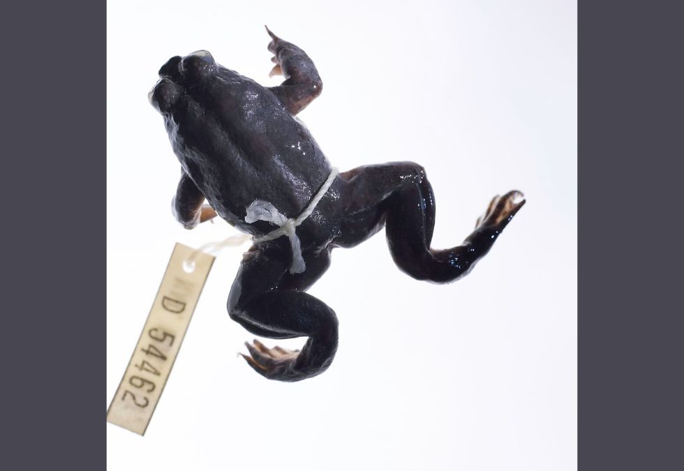 10 Extinct Creatures Scientists Are Trying To Bring Back To Life